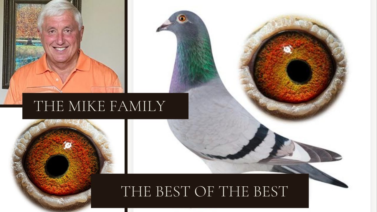 The Best Of The Best Racing Pigeon From Mike Ganus Family In Pipa ...