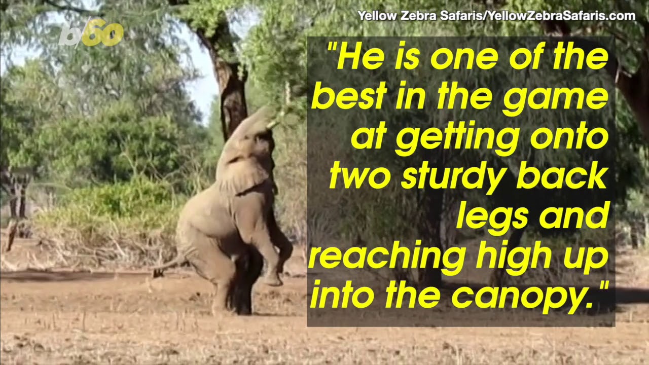 Video of Wild Elephant Performing Acrobatic Circus Trick Goes Viral ...