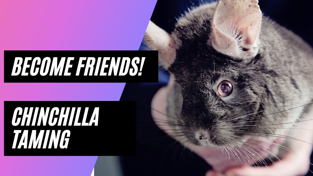 How to make friends with a chinchilla: Chinchilla taming - YouTube