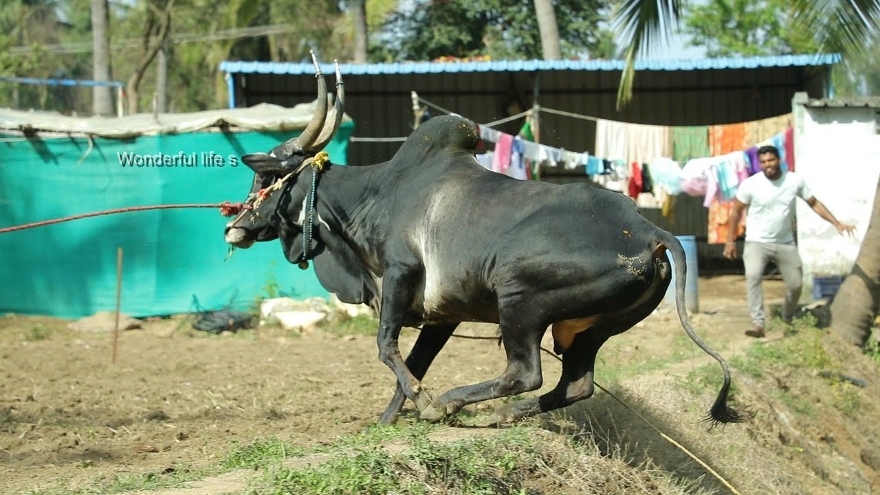 Fantastic Mersal action king black bull Jumping and running, hori habba ...