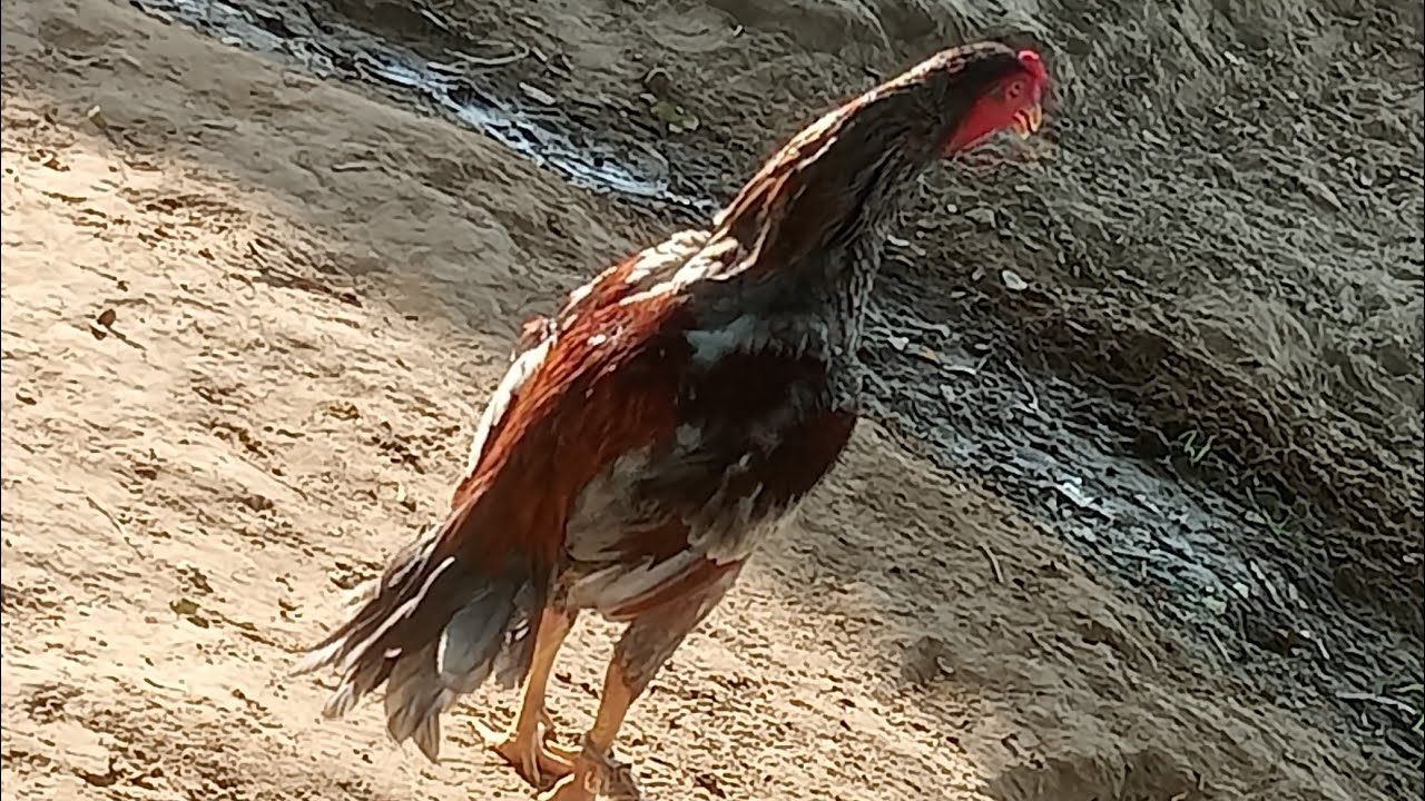 pure aseel rooster at morning.#murgakiazan# - YouTube
