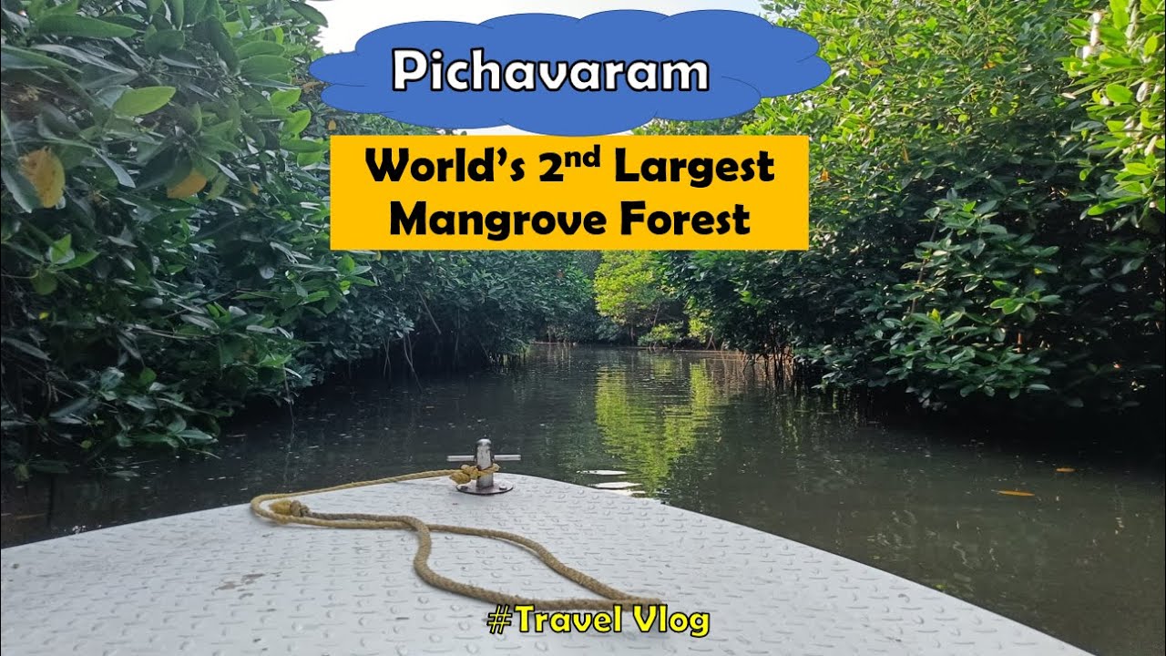 Pichavaram mangrove forest tour | World’s 2nd largest mangrove forest ...