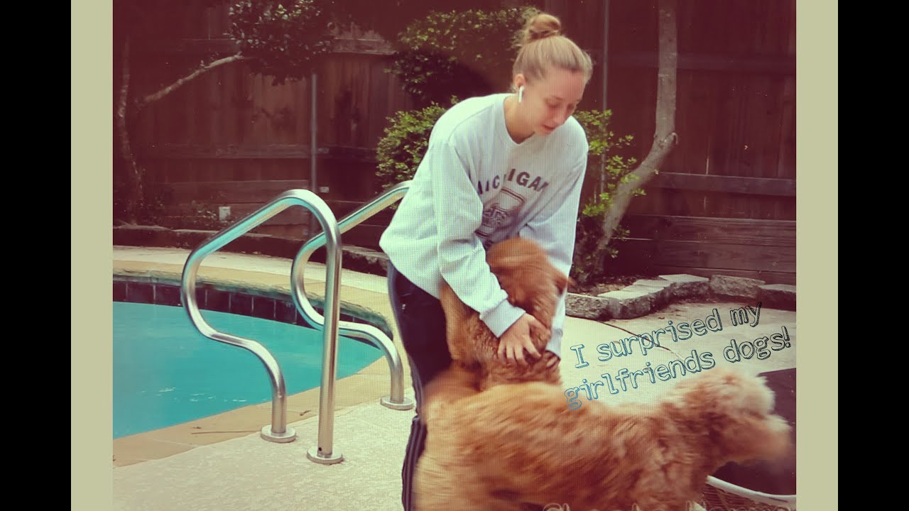 Surprising my girlfriend's dogs - YouTube