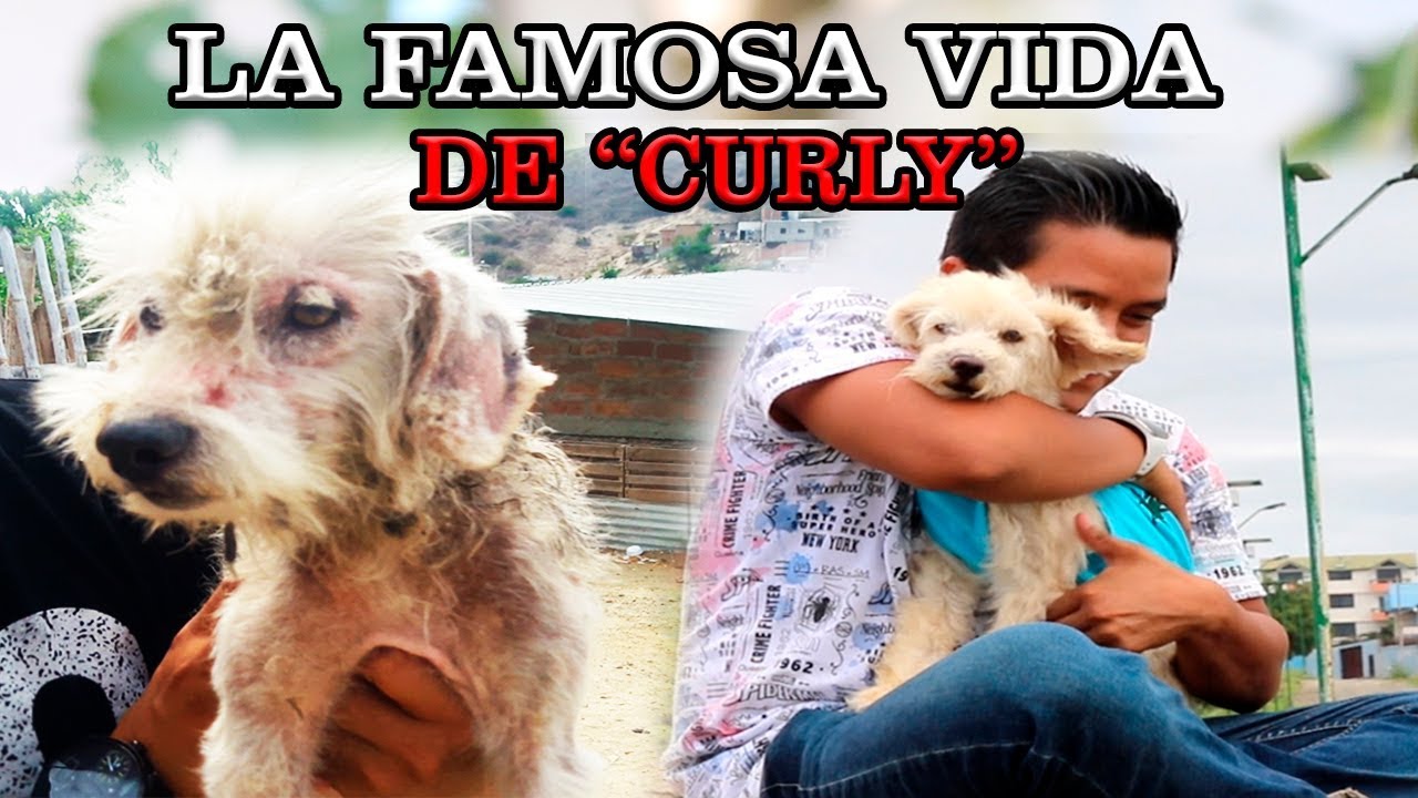 CURLY, UN CACHORRO CON UNA SEGUNDA OPORTUNIDAD - Jefferson Rescata ...