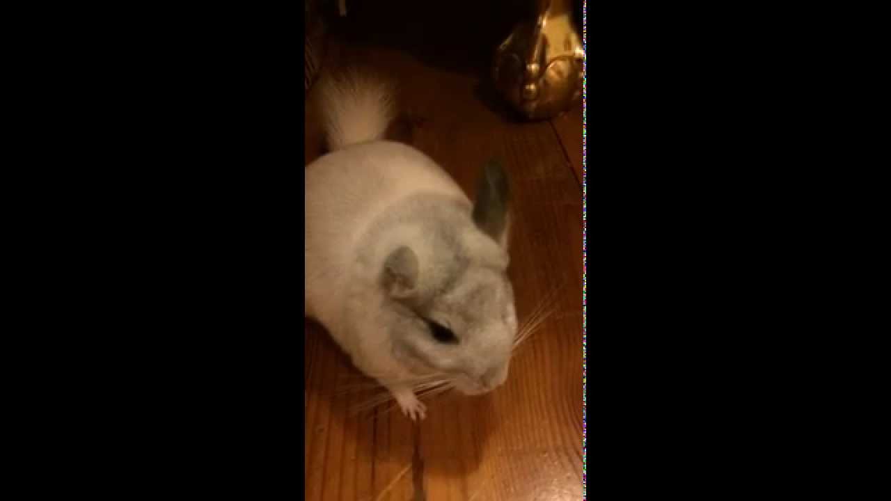 meet my chinchilla pikachu! - YouTube