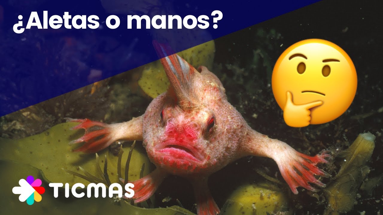 Un pez… ¡¿con manos?!... ¡¡¡¿¿Y que camina??!!!! - YouTube