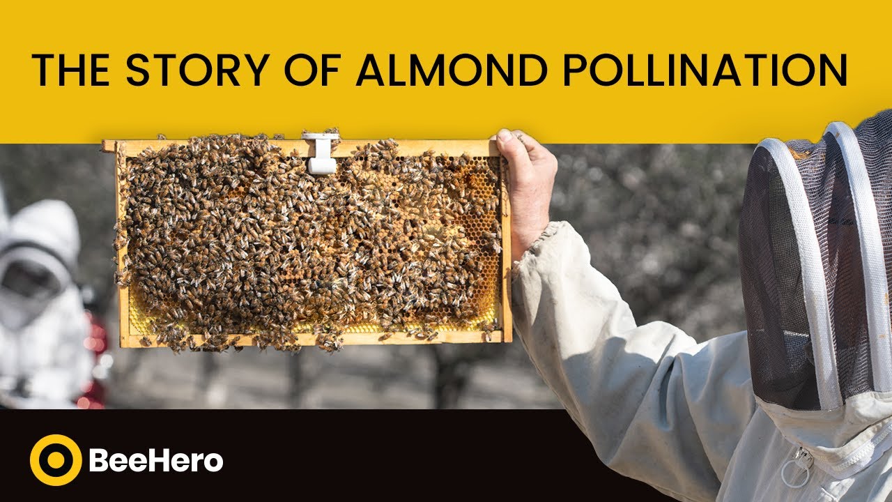 The story of almond pollination - YouTube