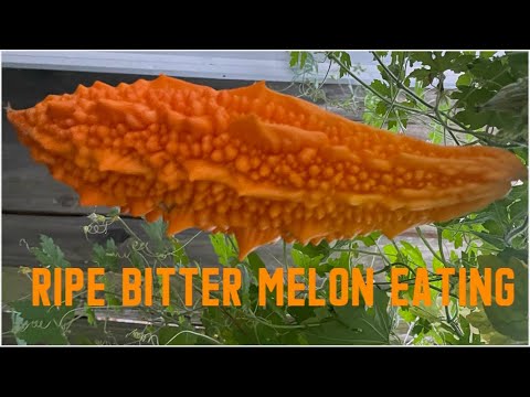 Ripe Bitter Melon Karela eating Sweet - YouTube