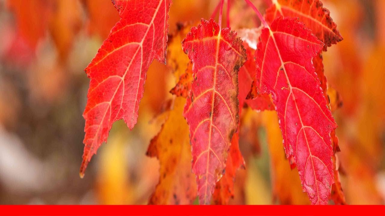 13 Beautiful Species Of Maple Trees 🛋️ - YouTube