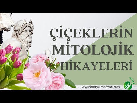 ÇİÇEKLERİN MİTOLOJİK HİKAYELERİ / ÇİÇEKLERİN MİTOLOJİDE NE İFADE ETTİĞİNİ BİLİYOR MUYDUNUZ?