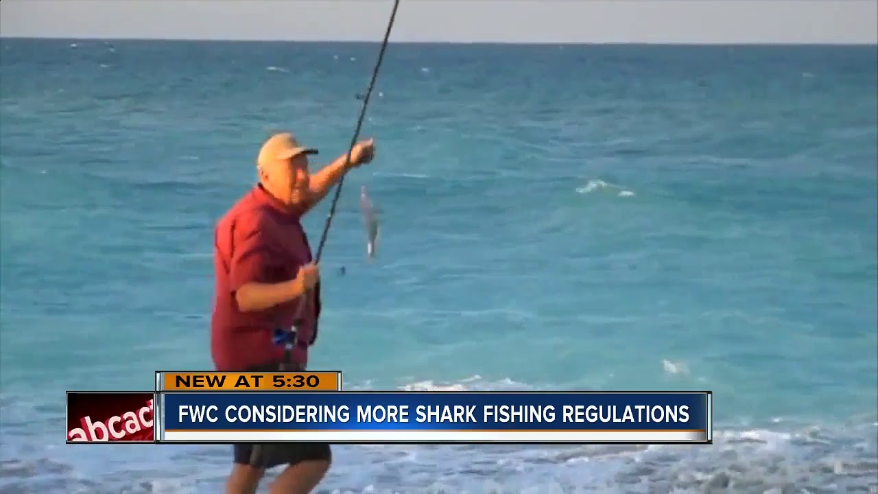 FWC looking at changes for surf anglers targeting sharks - YouTube