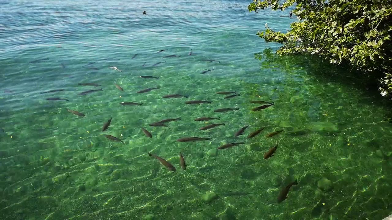 Forelle Fish in the Lake of Constanz - YouTube