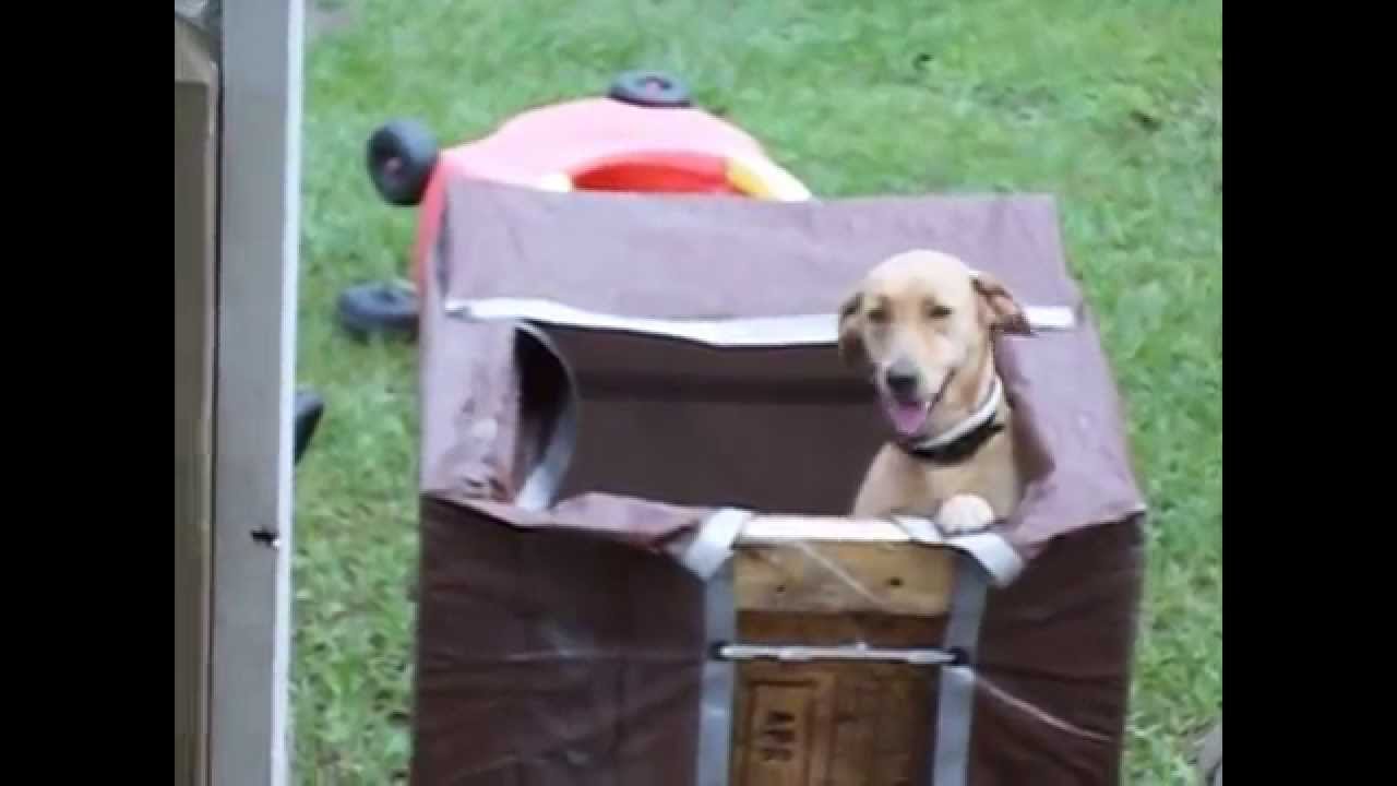 funny Yellow Lab - YouTube