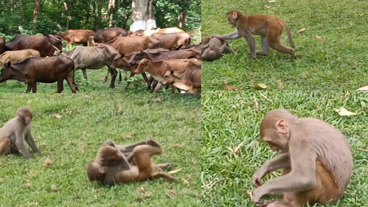 Devghat bageswarima badarko ramailo prastuti - YouTube