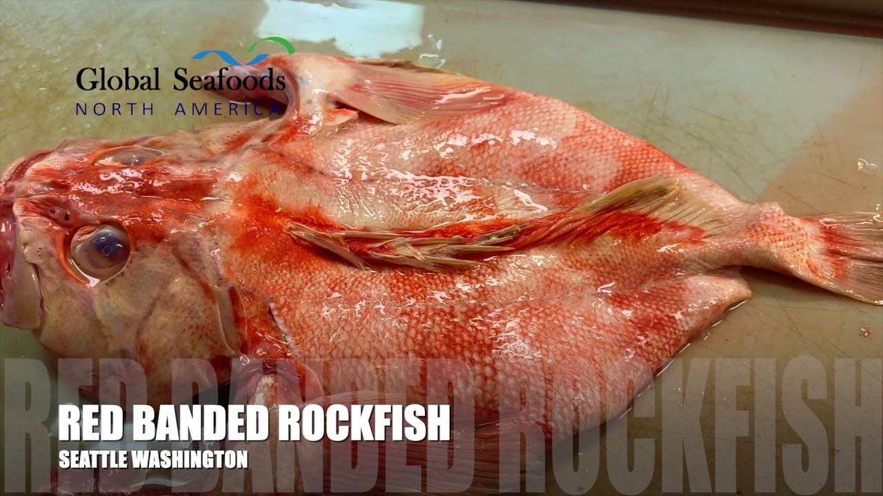 Pacific Northwest Rockfish | Red-Banded Butterfly Cut for Grill ...