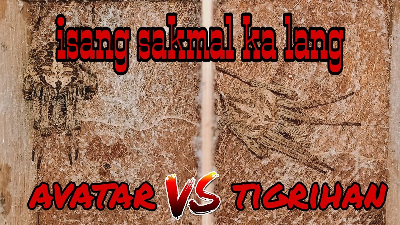 Avatar vs tigrihan / pulahan vs tigrihan isang sakmal ka lang spider ...