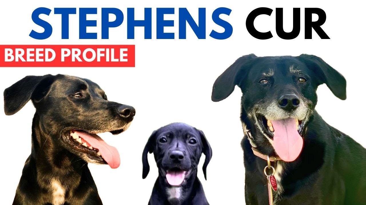 Stephens Stock Dog Breed Profile History - Price - Traits - Stephens ...