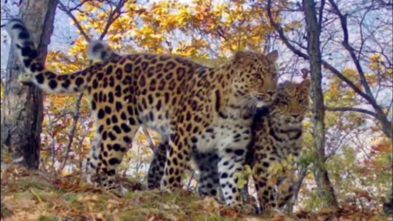 【遠東豹】俄羅斯遠東豹的體重測量數據 [Far East Leopard] Weight measurement data of ...