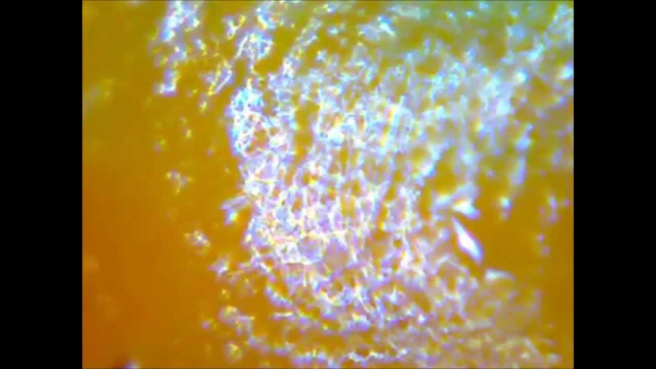 Orange Peel Under a Microscope - YouTube