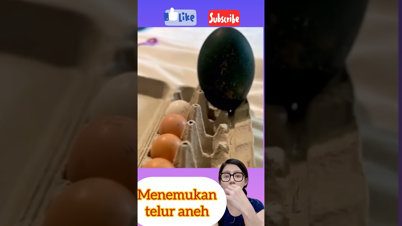 Menemukan telur aneh #telur #emu - YouTube