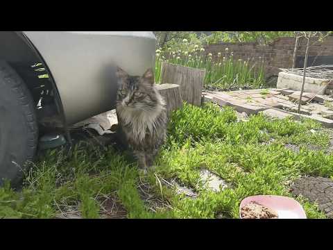 No Stories, Just Real Life Stray Cat Rescue #Rescuecat #Straycat # ...