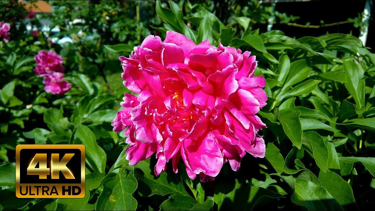 Beautiful Flowers 4K Nature Video - Planet Earth Amazing Nature Scenery ...