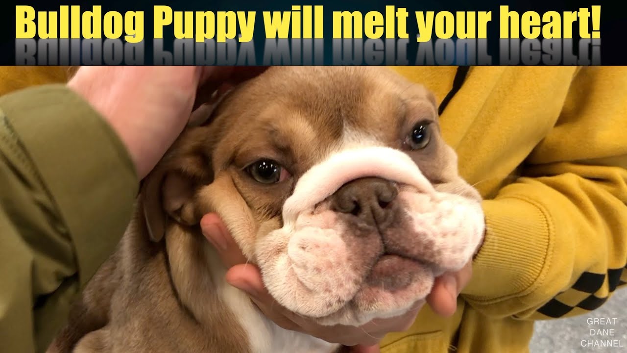 Bulldog Puppy will melt your heart! - YouTube
