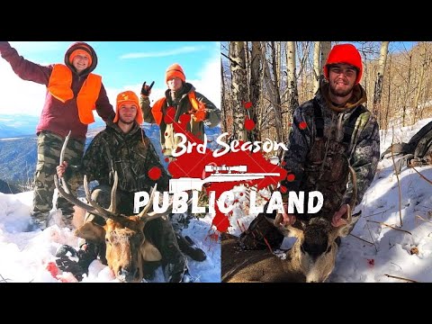 Colorado 3rd Season | Rifle Elk and Mule Deer | Public Land - YouTube