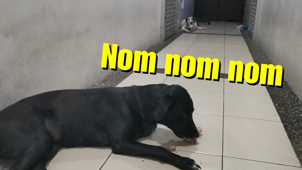 [ENJOY] Eating crispy pata bones - Labrador Aspin - YouTube