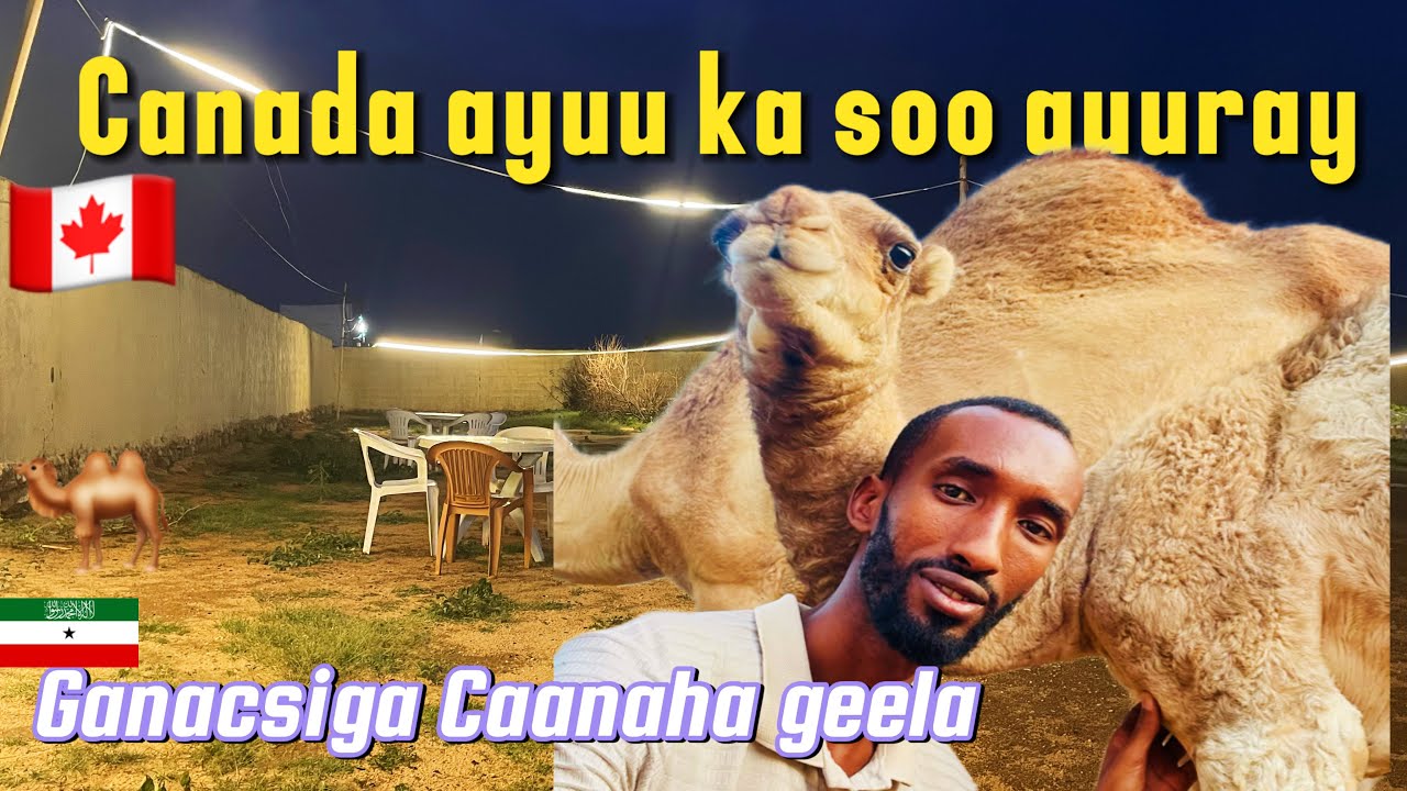 HARGEISA GANACSIGA CAANAHA GEELA 🇨🇦CANADA AYUU UGA SOO GUURAY - YouTube