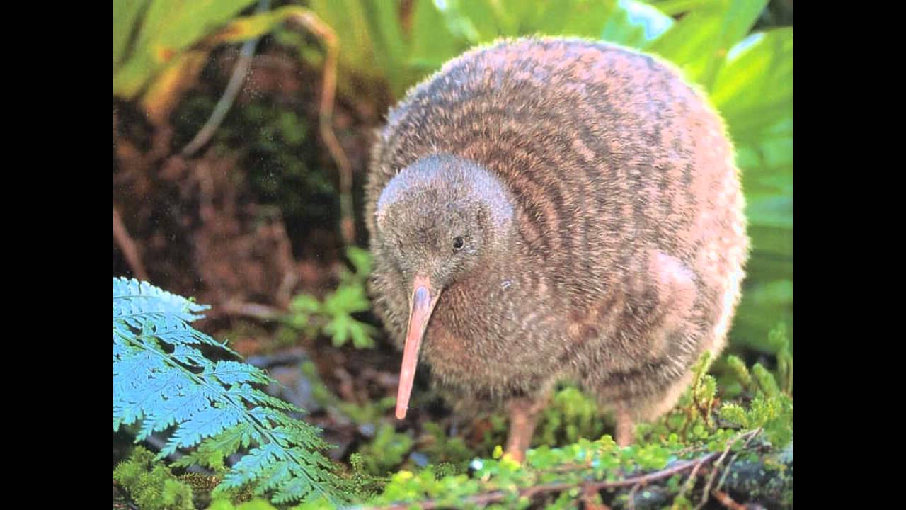 What a Kiwi sounds like - YouTube