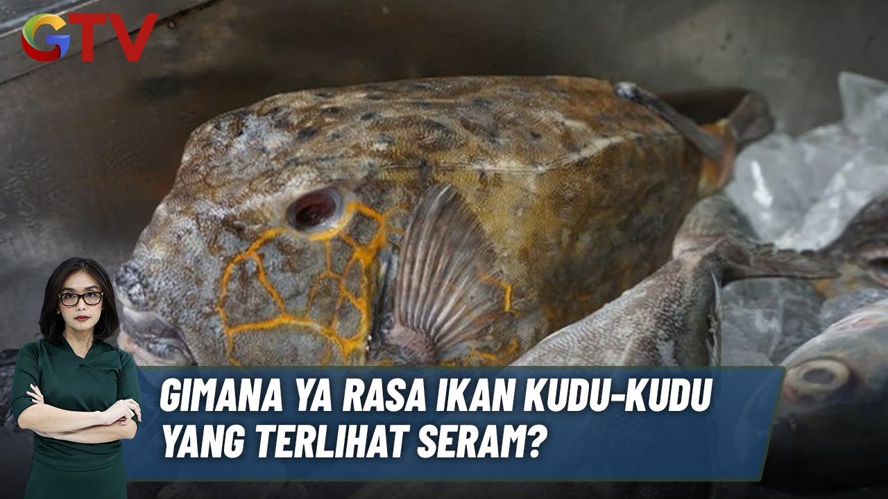 Tak Seseram Wajahnya, Ikan Kudu Kudu Memiliki Daging yang Lembut Tanpa ...
