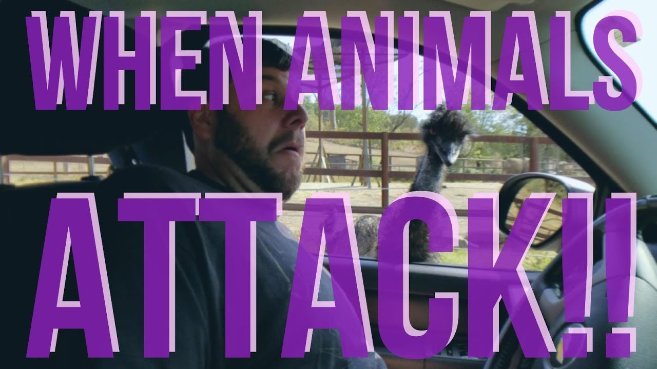 WHEN ANIMALS ATTACK!! - YouTube