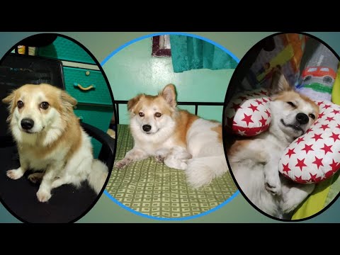 Mixed Breed Dog - Japanese Spitz Aspin Puppy - YouTube