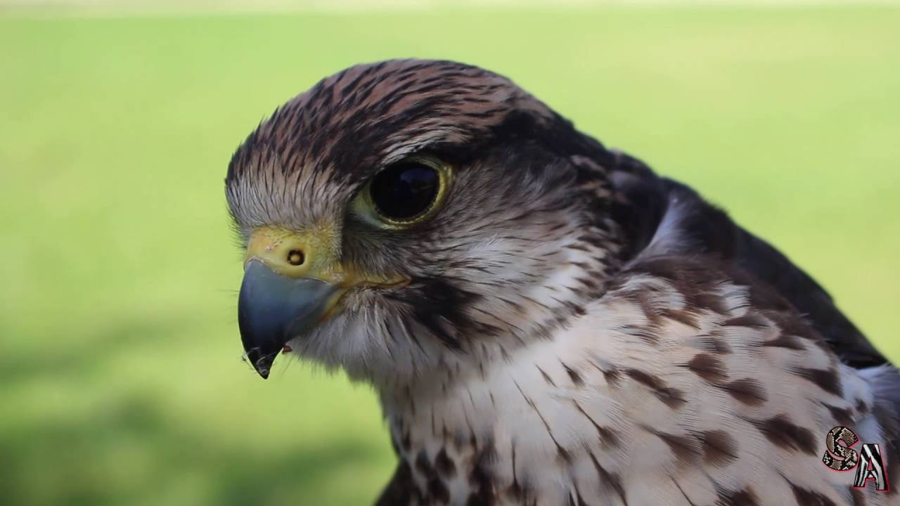 🦅 Halcón borní / lanario (Falco biarmicus biarmicus) El cazador ...