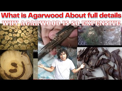 Why Agarwood Is So Expensive | Agarwood Artificial Inoculation | full ...