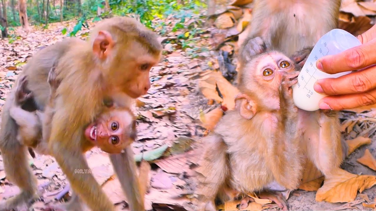 We help give milk to orphan monkey Tinky. 🍼🐒 Little Lucy tries to comfort Monkey Tinky: Stop ...
