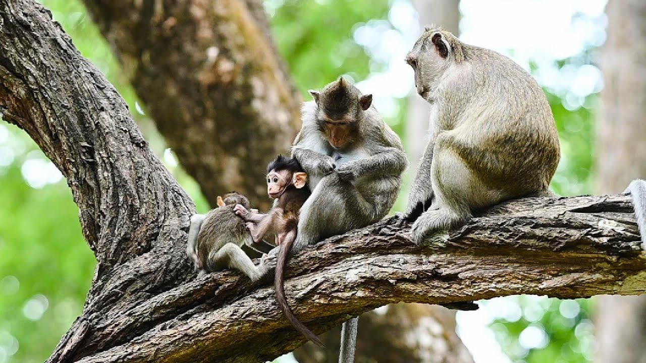 Funny happy monkey's are playing 230 #Monkeys - YouTube