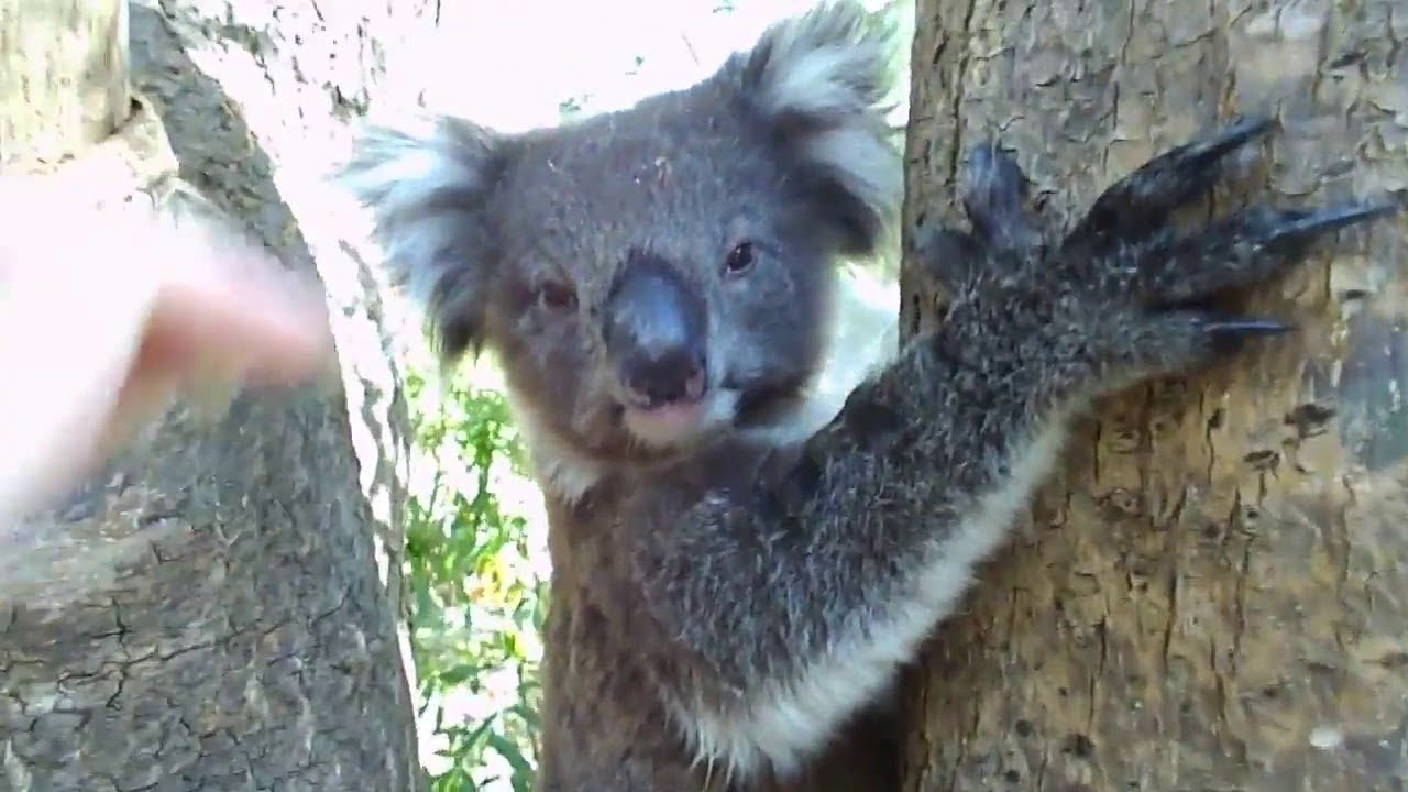 Friendly Koala Returns Every Summer for a Drink || ViralHog - YouTube