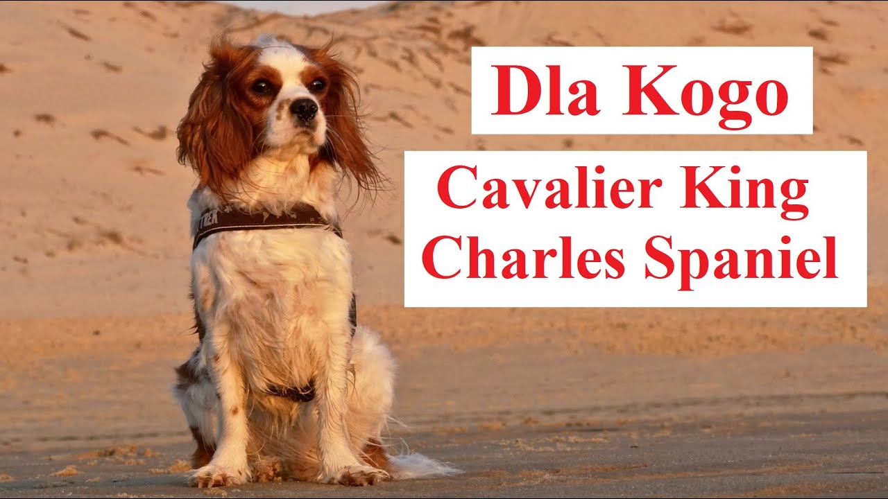 Dla Kogo Cavalier King Charles Spaniel - YouTube