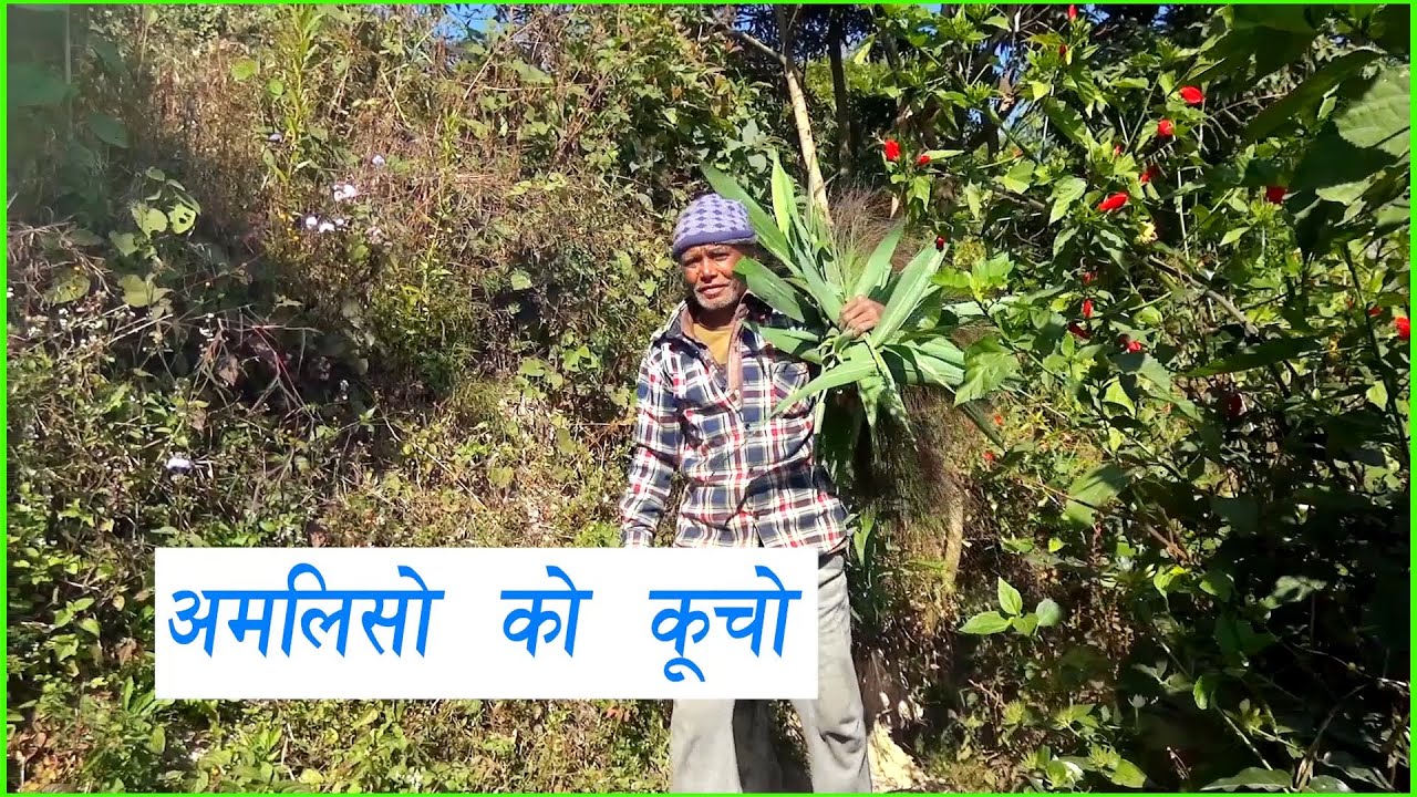 अमलिसाेकाे कुचाे Amliso ko kucho making method - YouTube