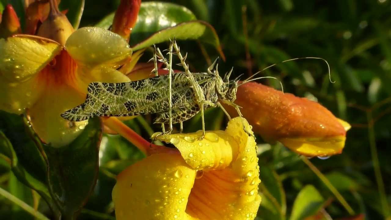Lichen Katydid, Markia hystrix - YouTube