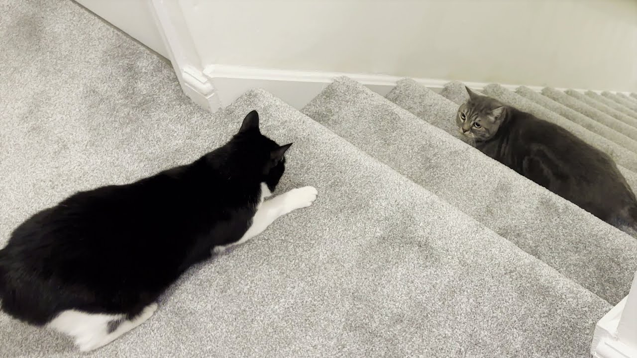 Hyper Cats - YouTube