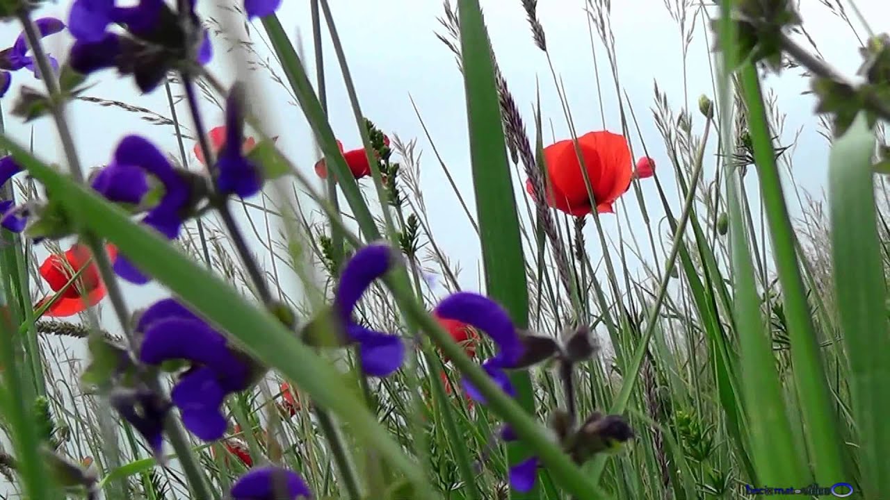 becixmat - Relax 125 - Polné kvety - YouTube