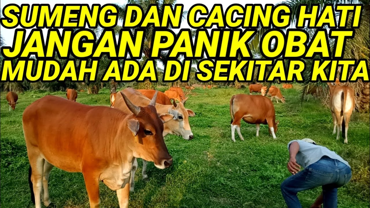 SAPI KENA SUMENG DAN CACING HATI JANGAN PANIK INI OBAT NYA - YouTube