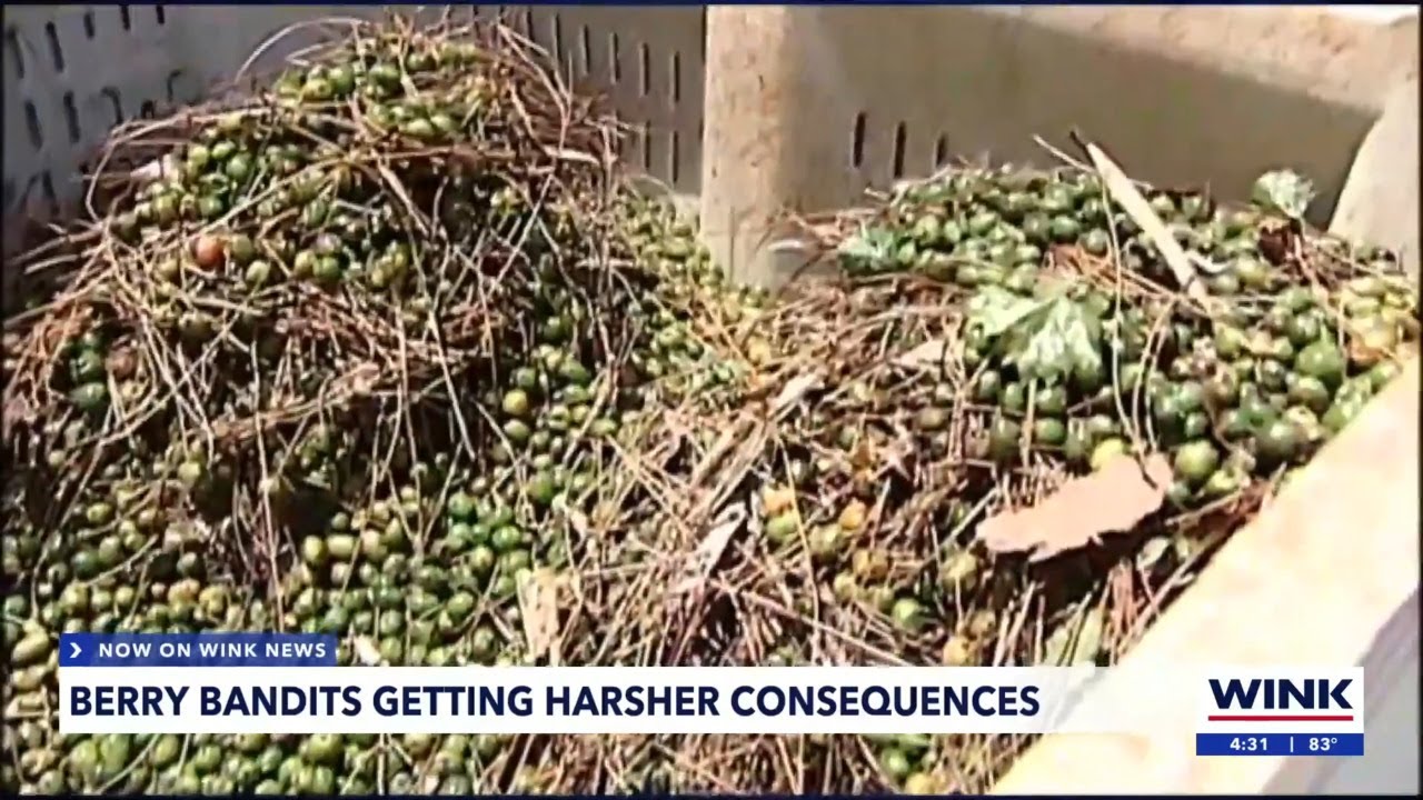 Saw palmetto berry bandits getting harsher consequences - YouTube