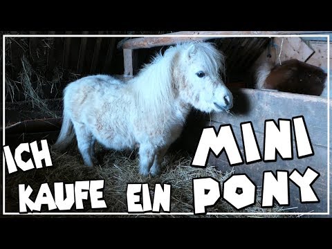 Ich kaufe ein Mini Pony ✮ Nehme dich mit zur Mini Shetty Züchterin ♥