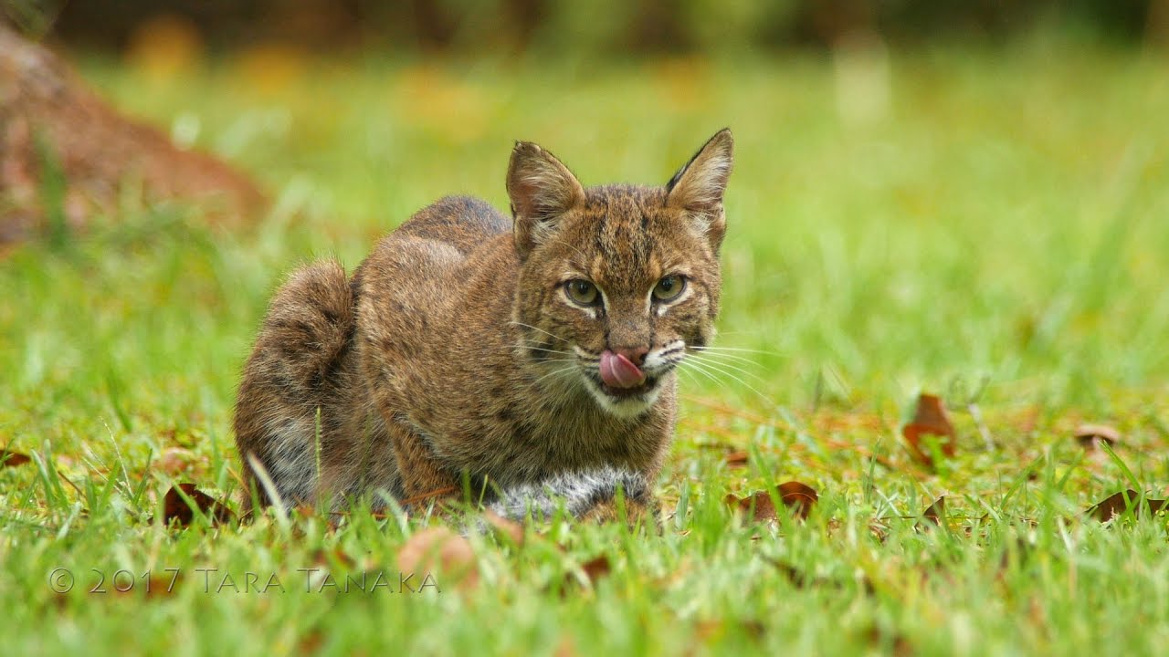 Bobcats Eating