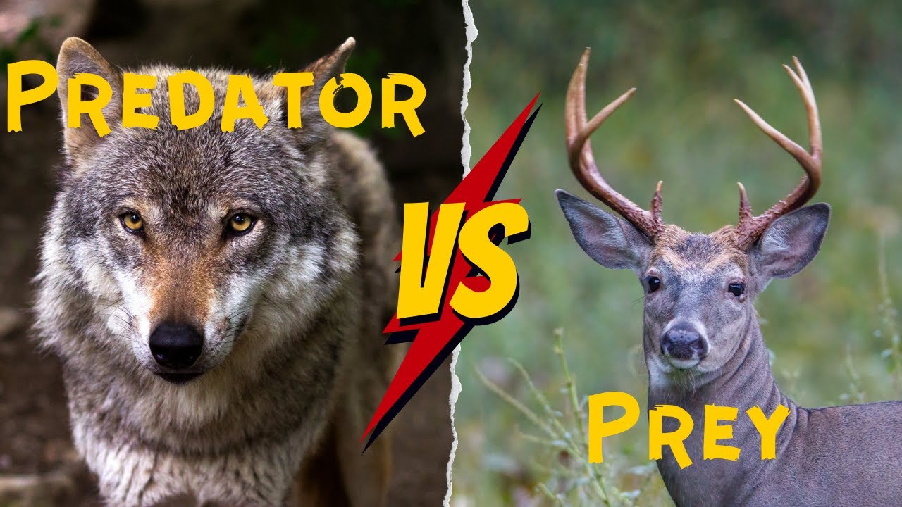 Wolves vs Deer: Predator vs Prey (Survival of the Fittest) Do you know ...