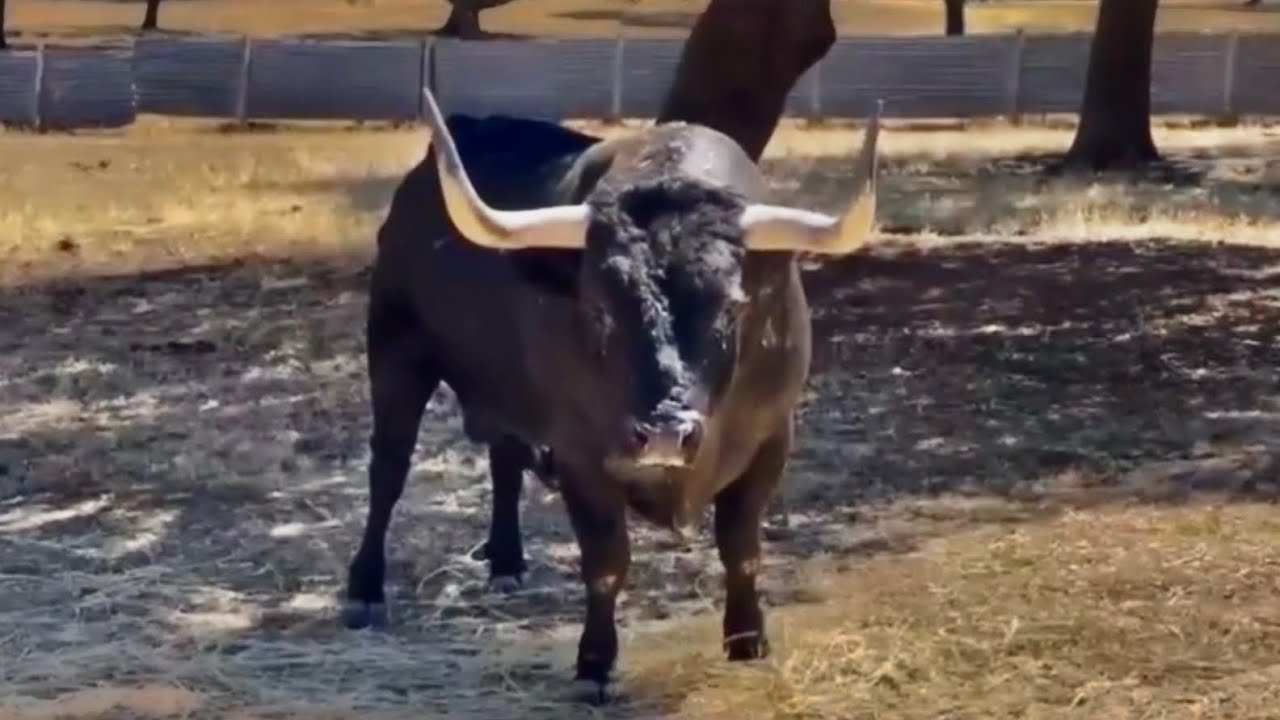 😍💪🏻TORO BRAVO DE PRIMERA‼️ - YouTube